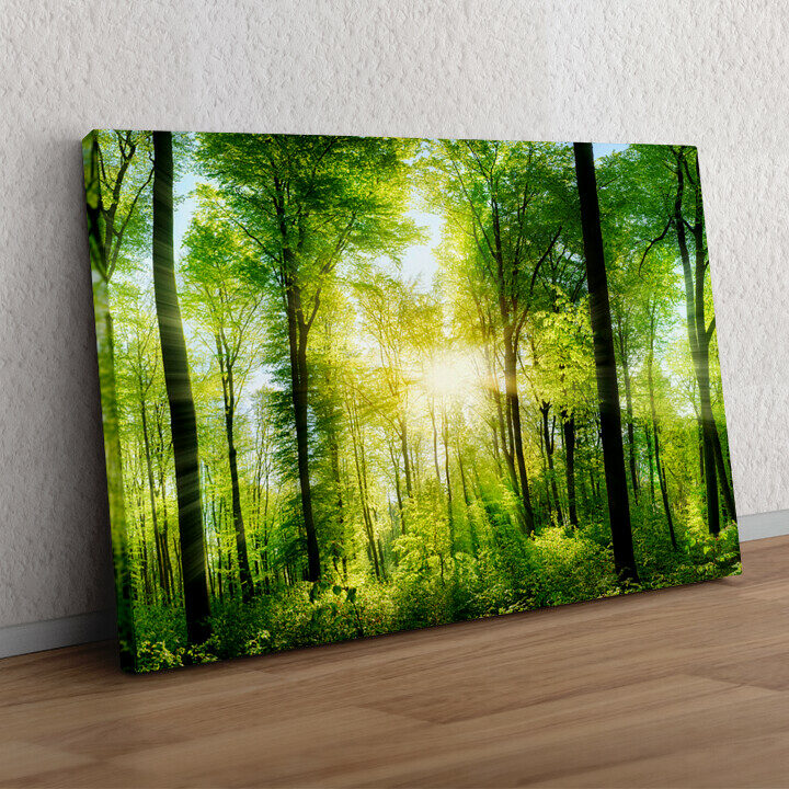 Zomer bos - Hoogwaardige decoratieve foto canvassen | Canvaso.com